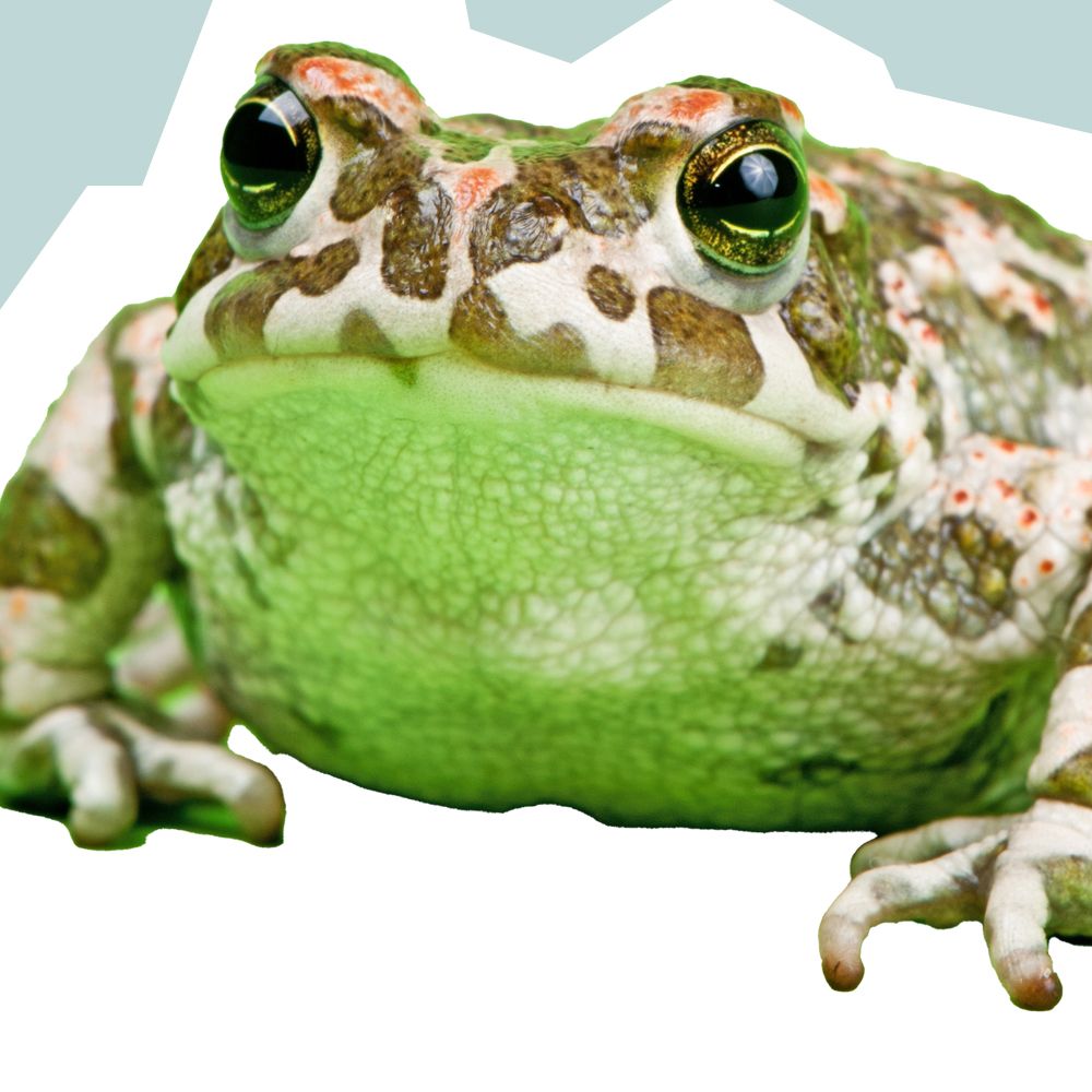 Kikker en de vreemdeling | RechtVaardig!